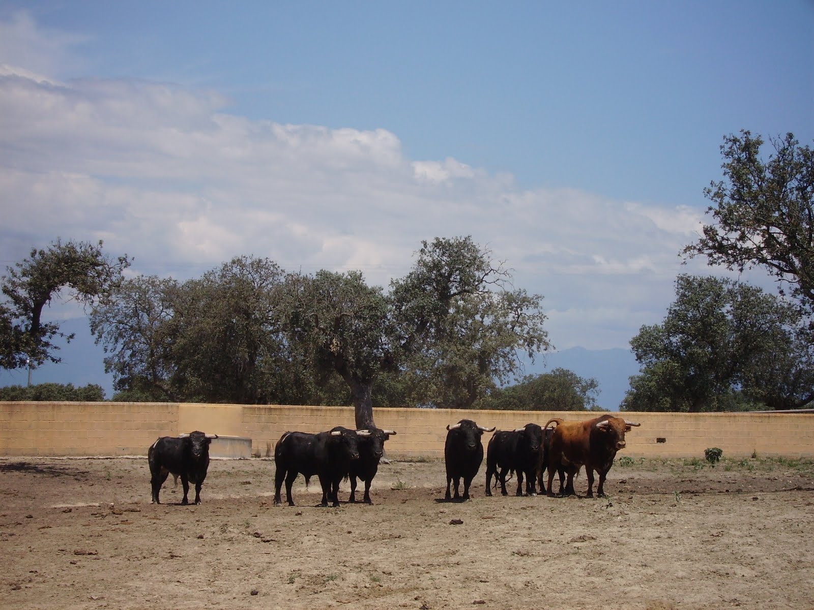 LOS TOROS CON AGUSTÍN HERVÁS.: EL JARAL DE LA MIRA
